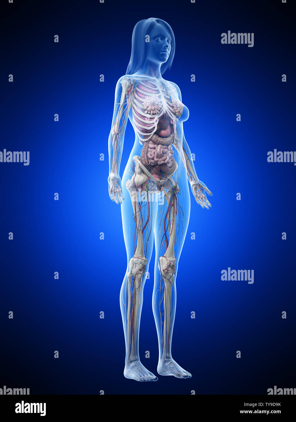 3d rendered medically accurate illustration of a females full body ...