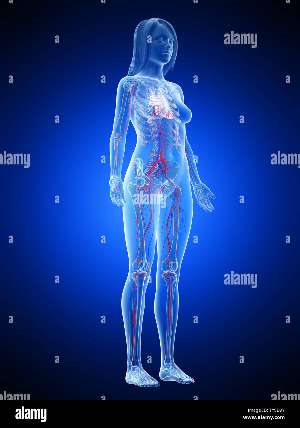 3d rendered medically accurate illustration of a females vascular ...