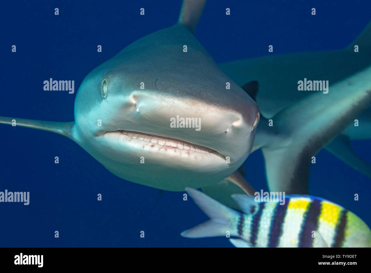 A gray reef shark, Carcharhinus amblyrhynchos, Yap, Micronesia Stock ...