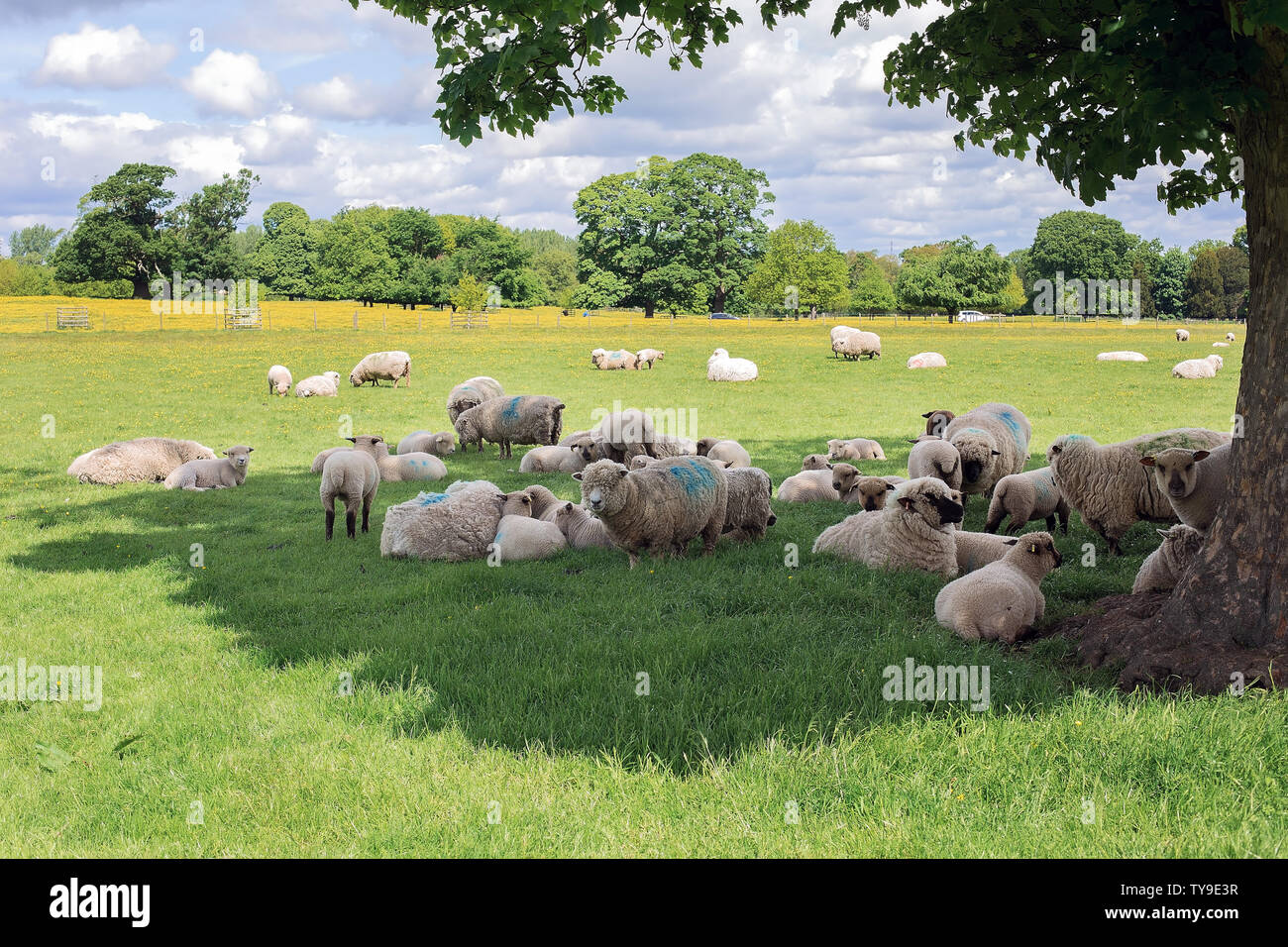 Sheep resting under trees hi-res stock photography and images - Alamy