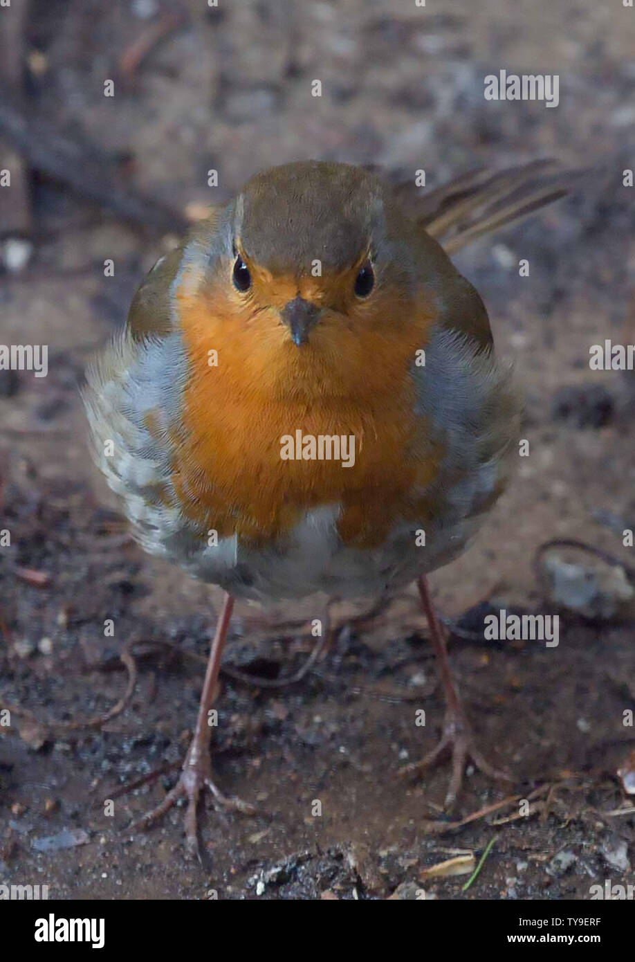 Robin Full Frontal Stock Photo - Alamy