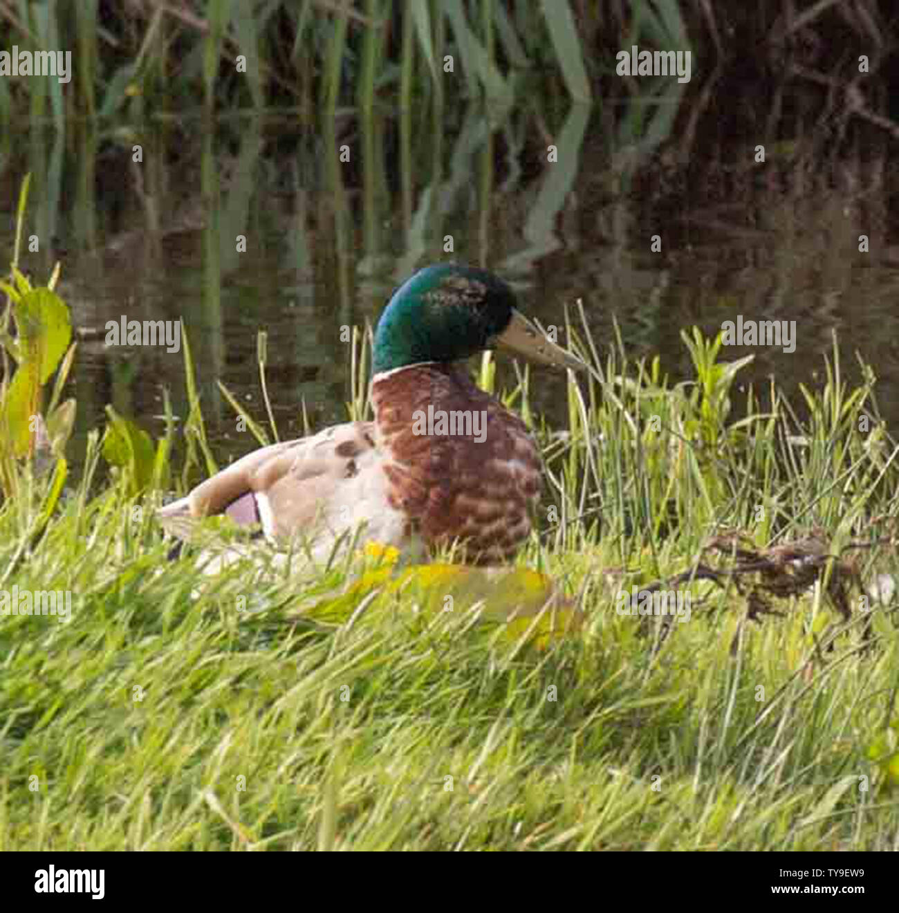 Male mallard grass scotland hi-res stock photography and images - Alamy