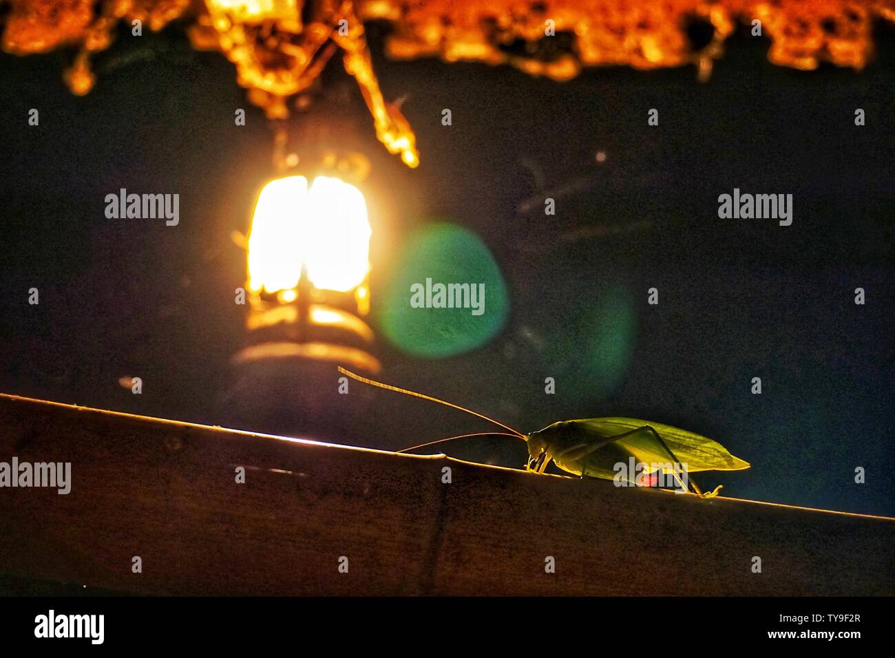 Lamp and insects hi-res stock photography and images - Alamy