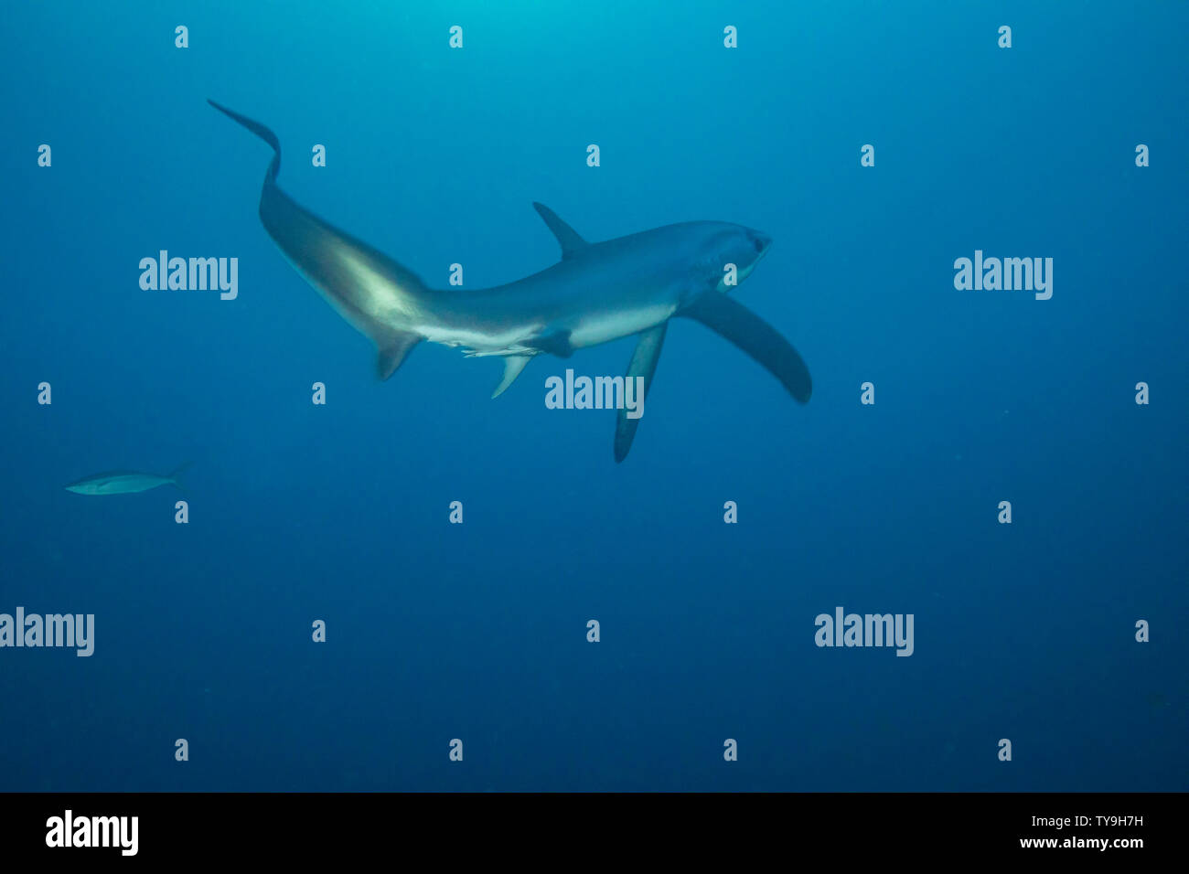 There are three species of thresher sharks all characterized by the ...