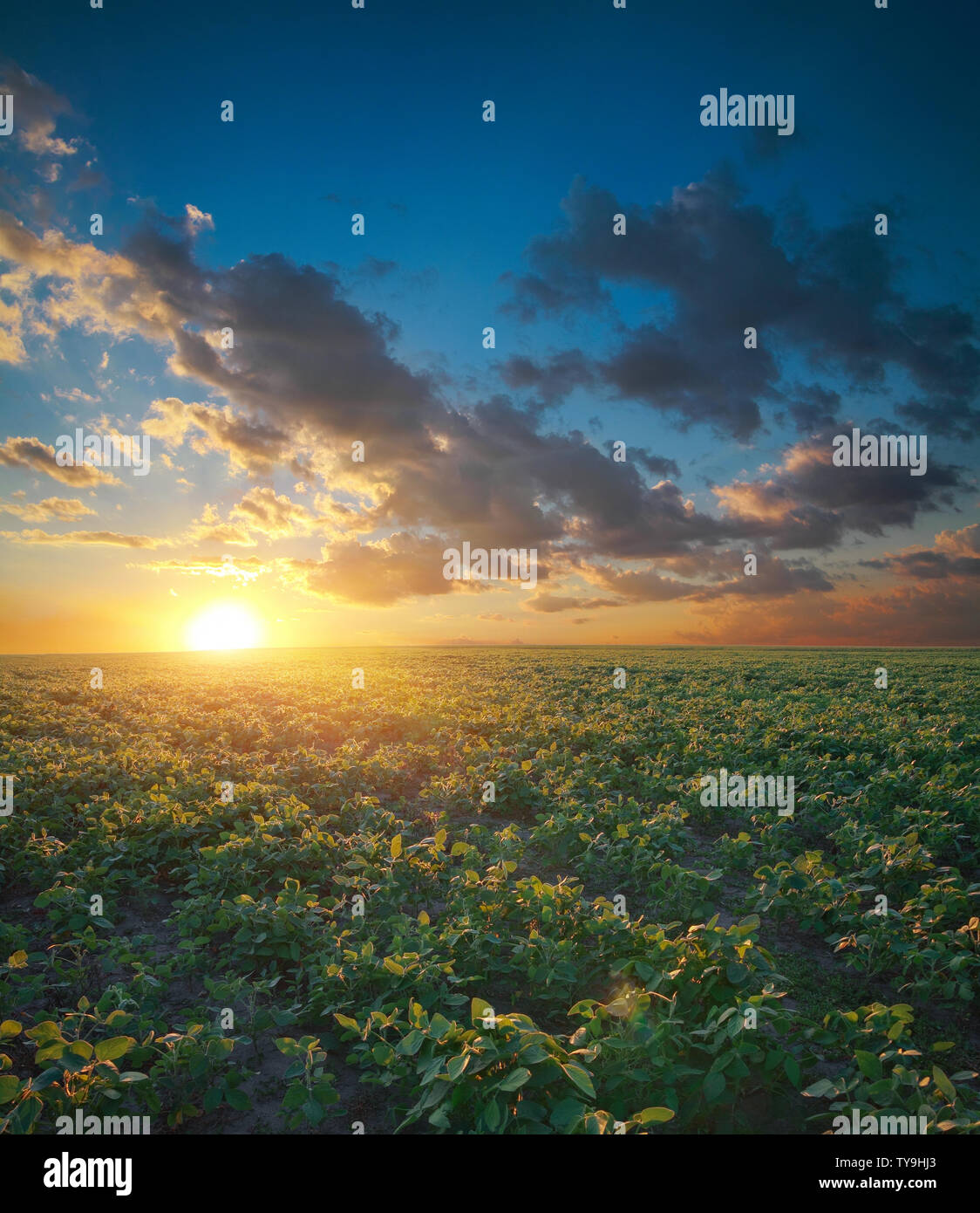 Soybean field, green field, agriculture landscape, field of soybean on ...