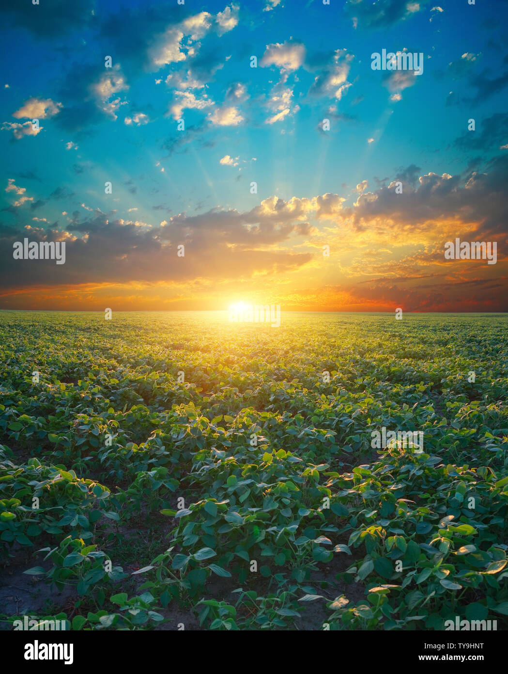 Soybean field, green field, agriculture landscape, field of soybean on ...
