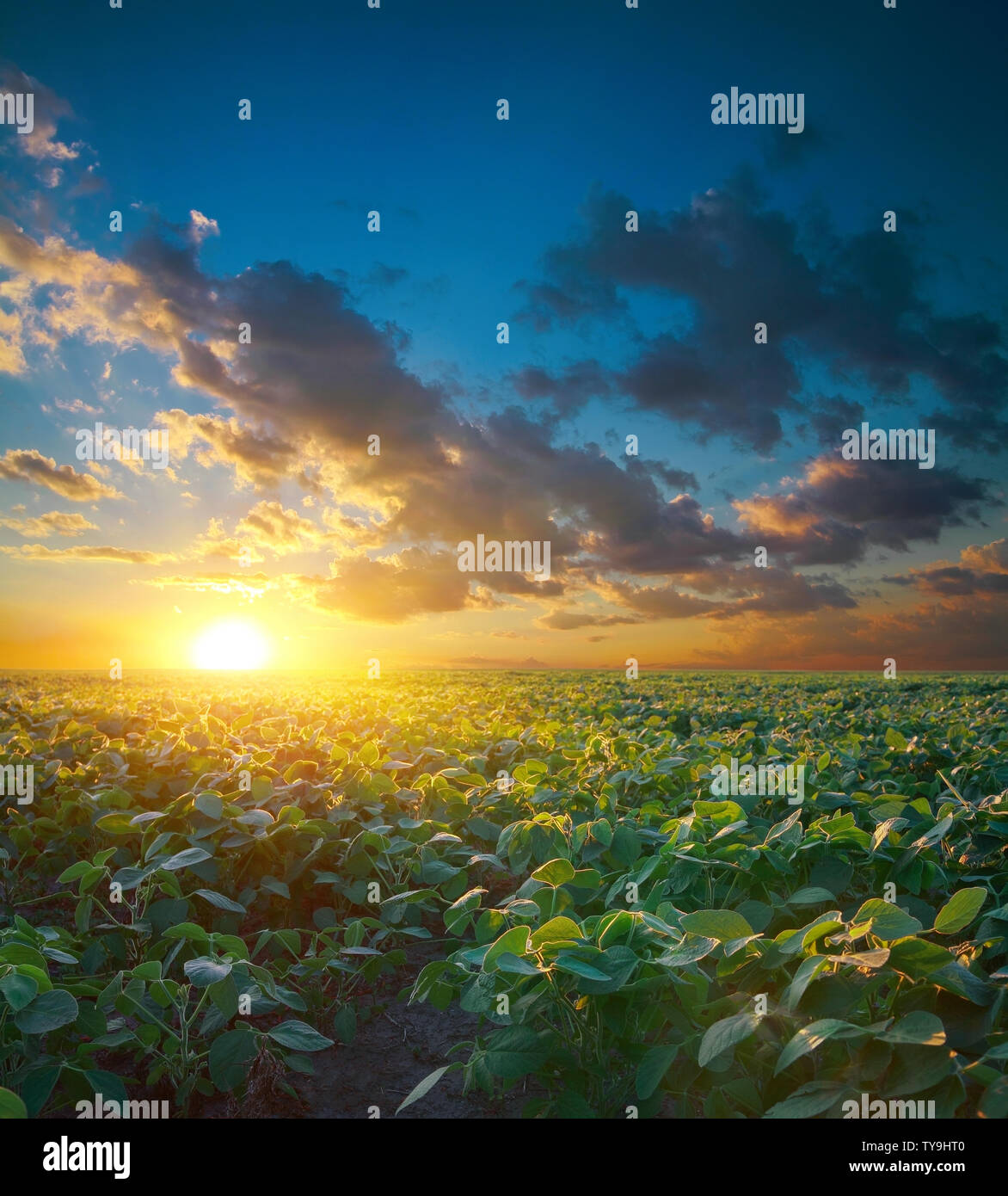 Soybean field, green field, agriculture landscape, field of soybean on ...