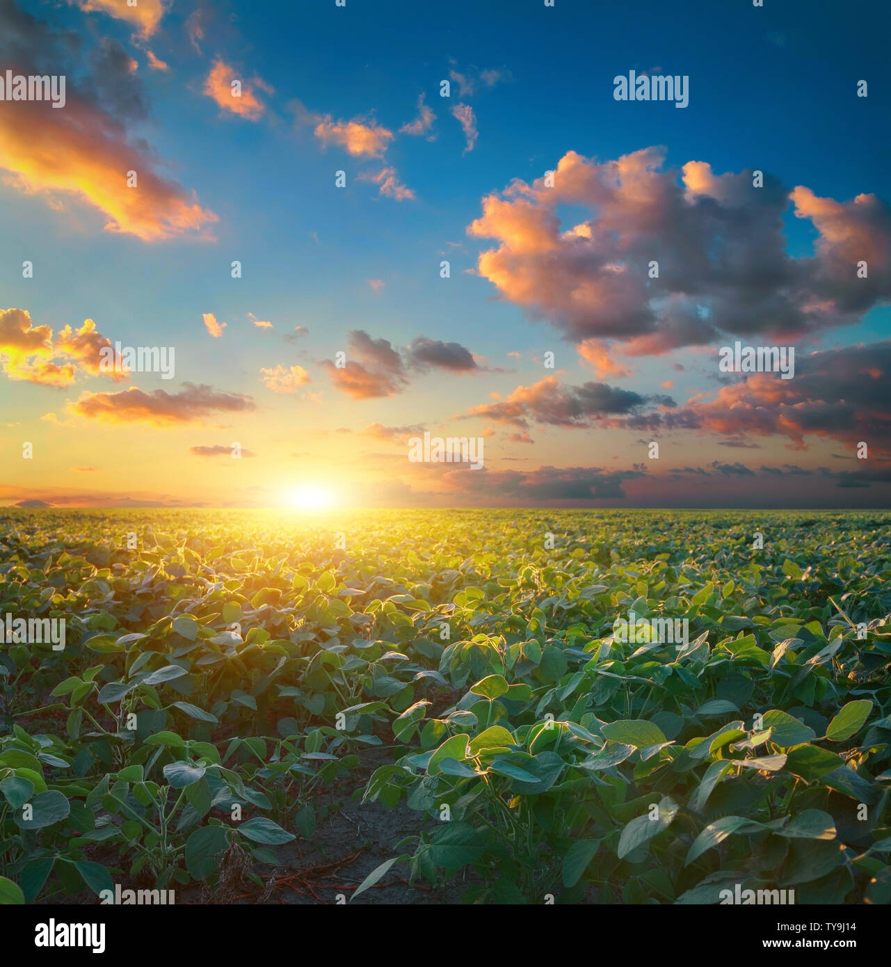 Soybean field, green field, agriculture landscape, field of soybean on ...