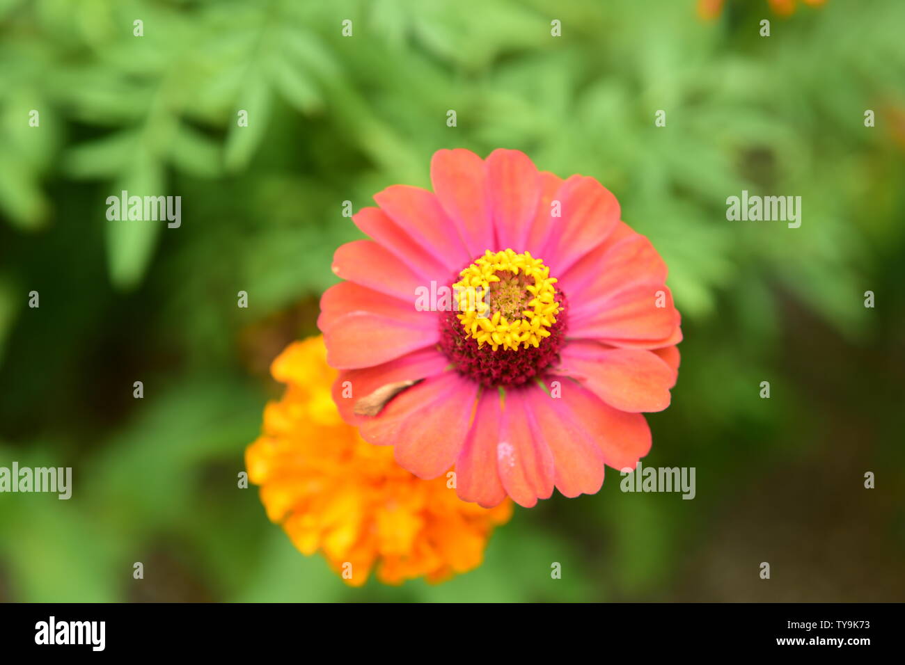 Photos of HD flowers Stock Photo - Alamy