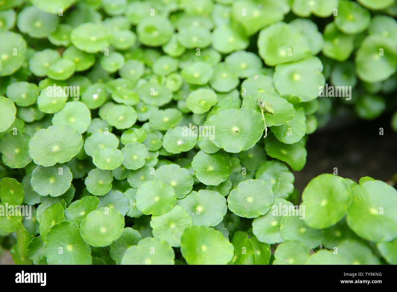 Gold, grass, coins, grass, mirror grass, copper money grass Stock Photo ...