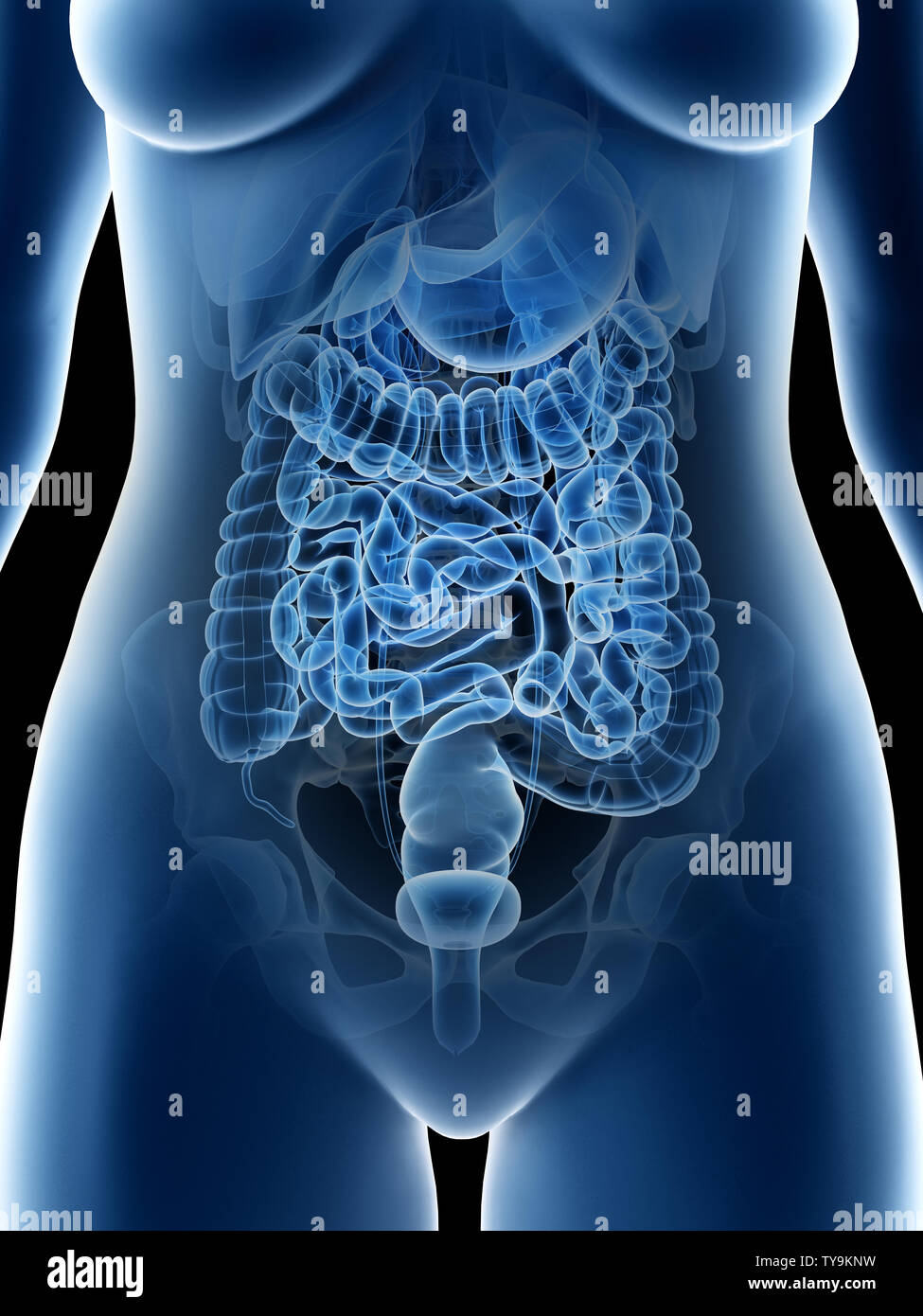 3d rendered medically accurate illustration of a females abdominal ...
