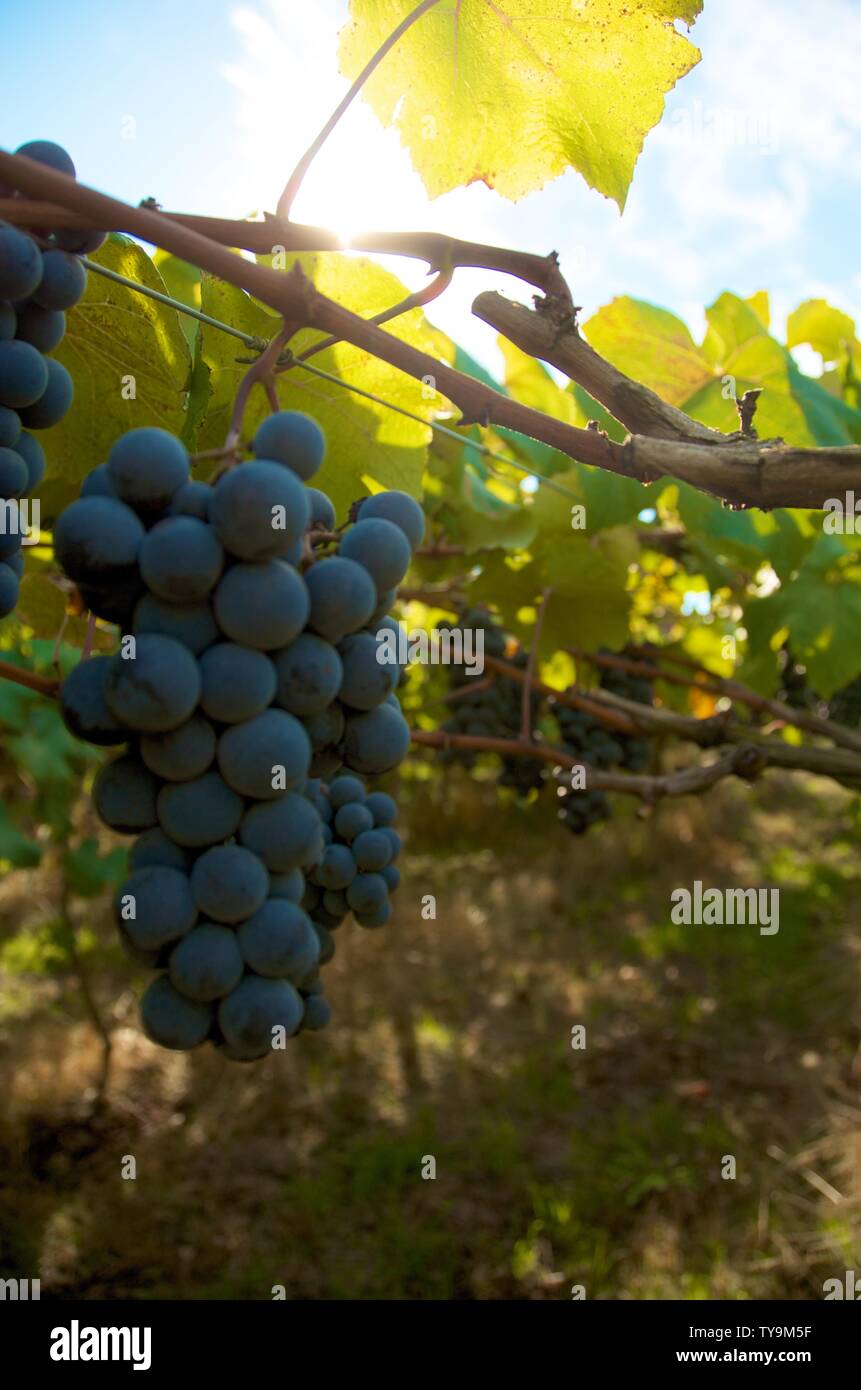 Grapes Grapes Grapes Stock Photo - Alamy