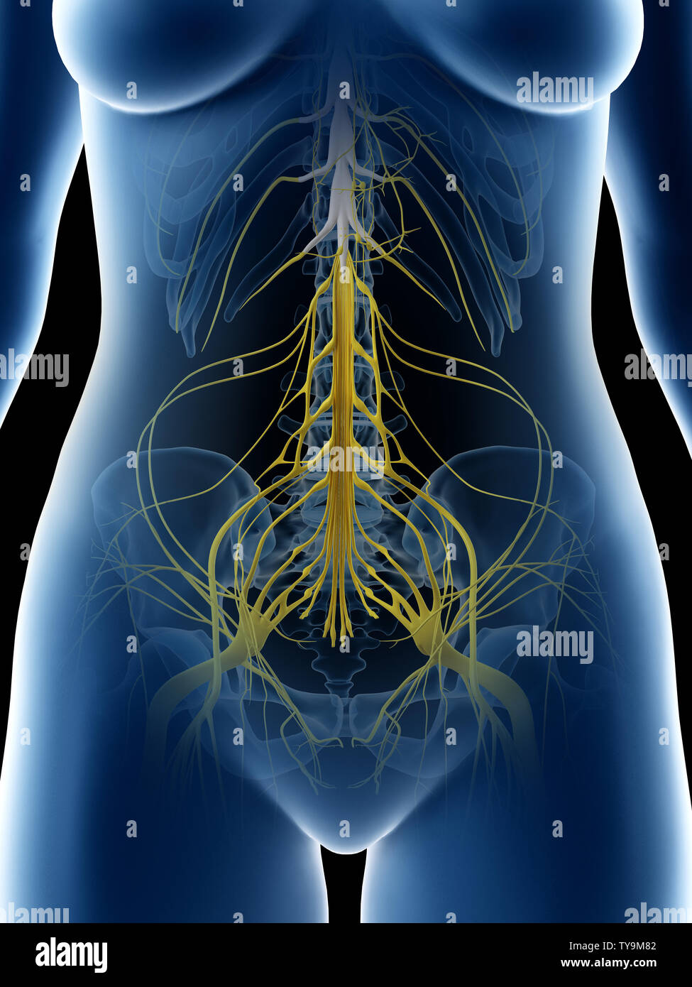 3d rendered medically accurate illustration of a females pelvic nerves ...