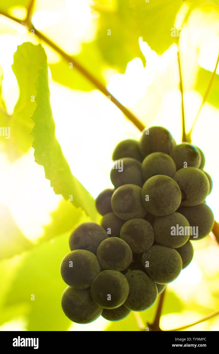 Grapes Grapes Grapes Stock Photo - Alamy