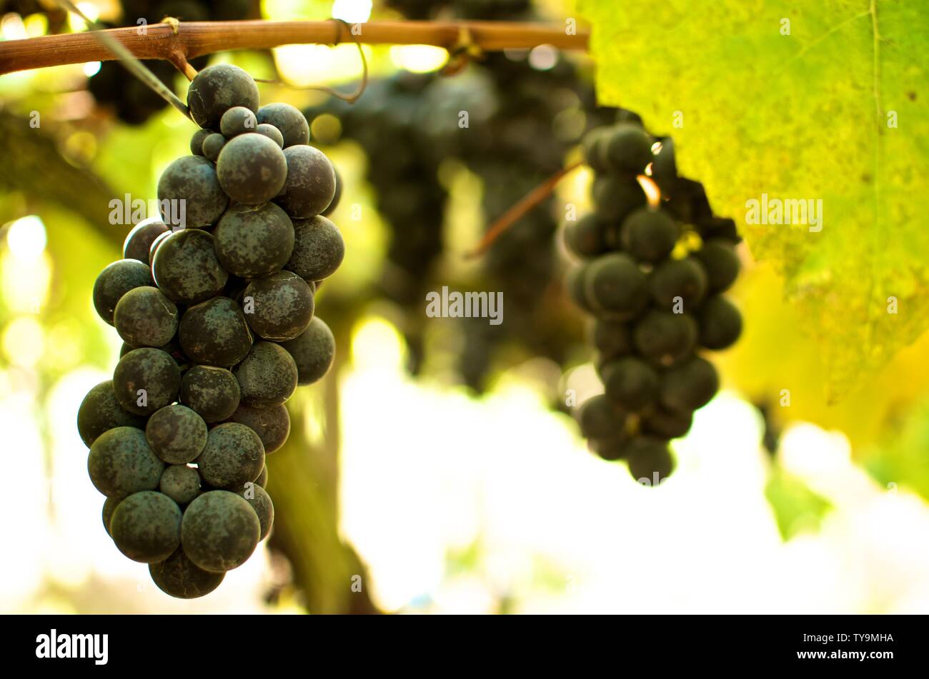 Grapes Grapes Grapes Stock Photo - Alamy