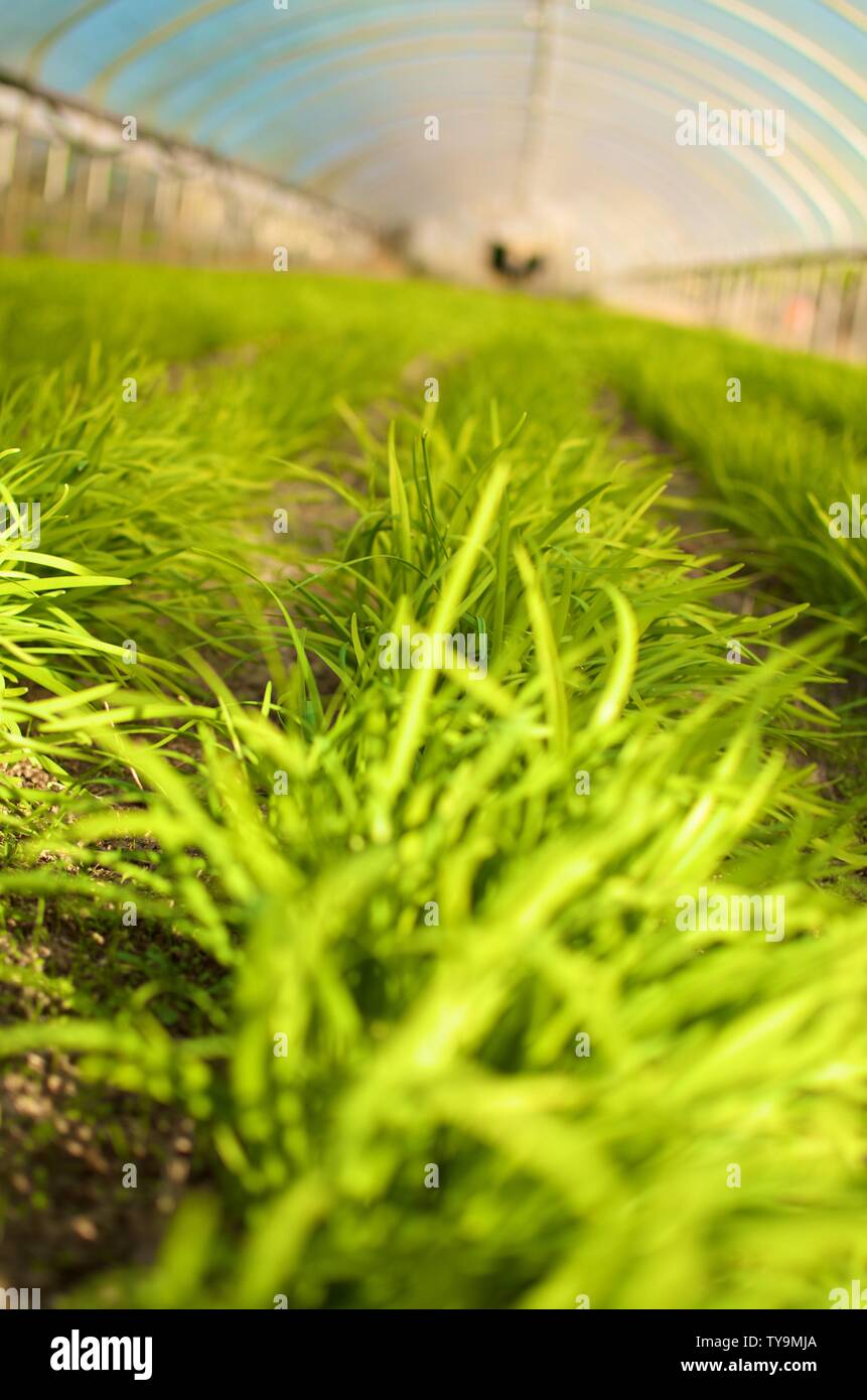 Asian farm hi-res stock photography and images - Alamy