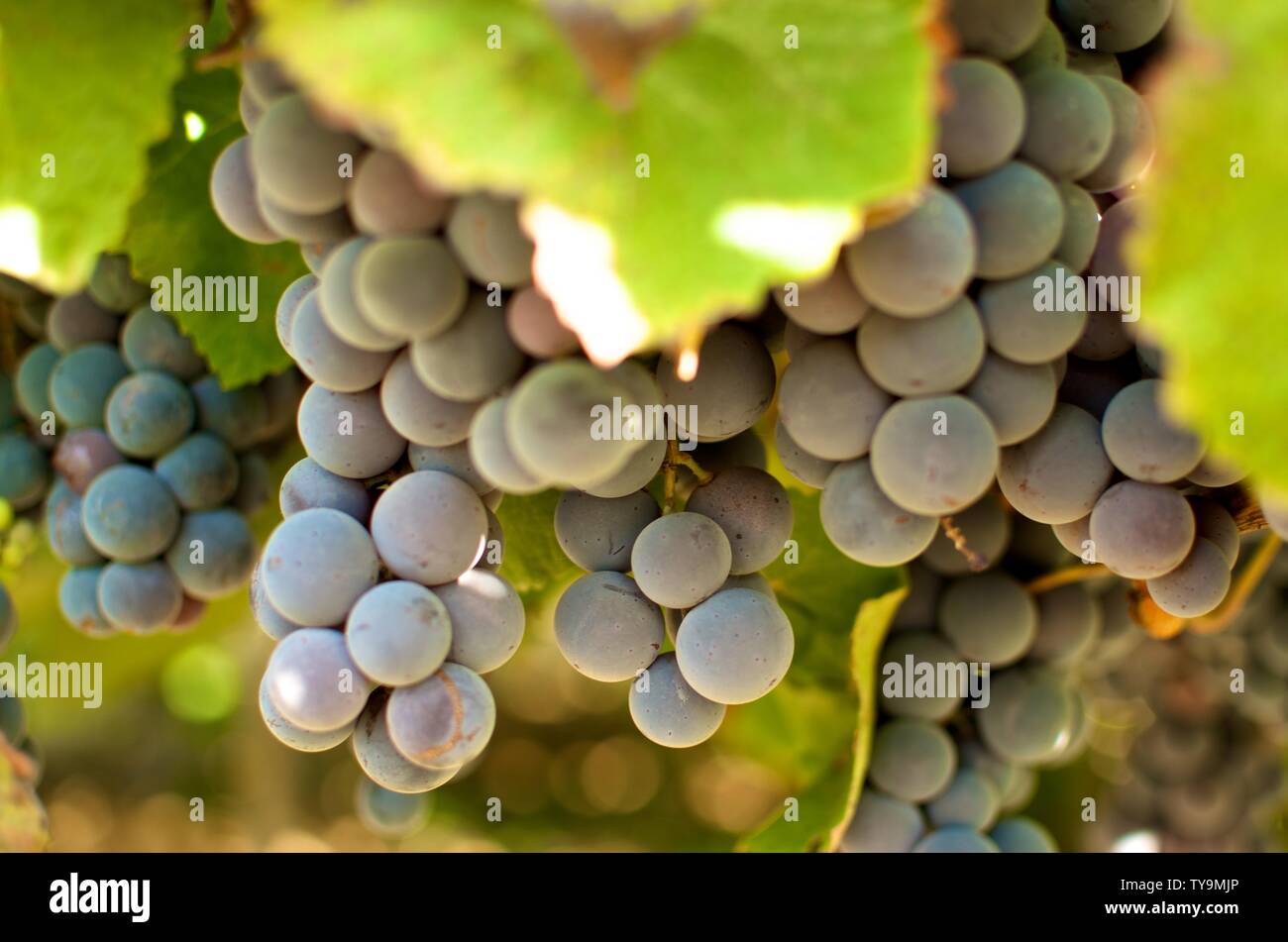 Grapes Grapes Grapes Stock Photo - Alamy