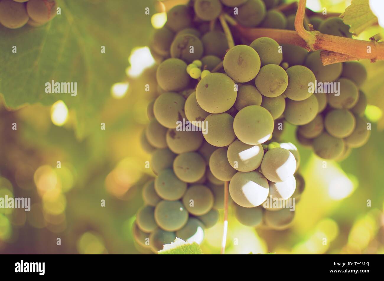 Grapes Grapes Grapes Stock Photo - Alamy