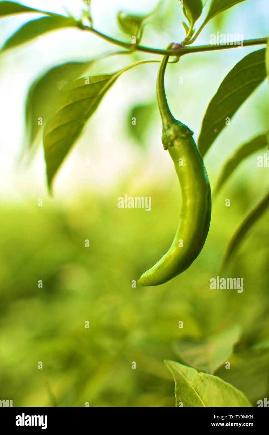Korean pepper hi-res stock photography and images - Alamy