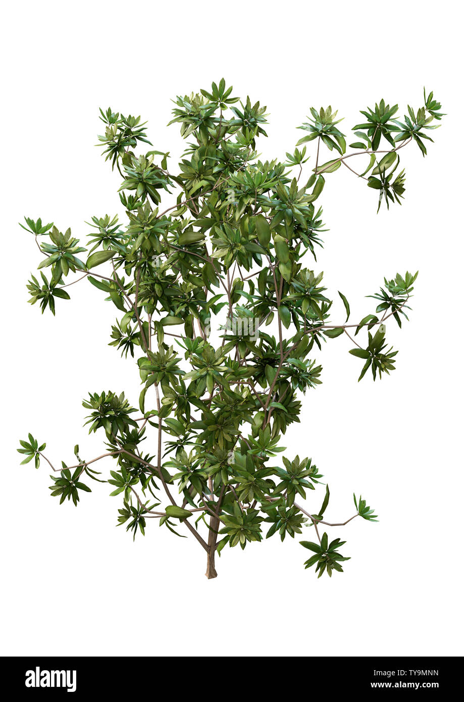 3D rendering of a rhododendron plant isolated on white background Stock ...
