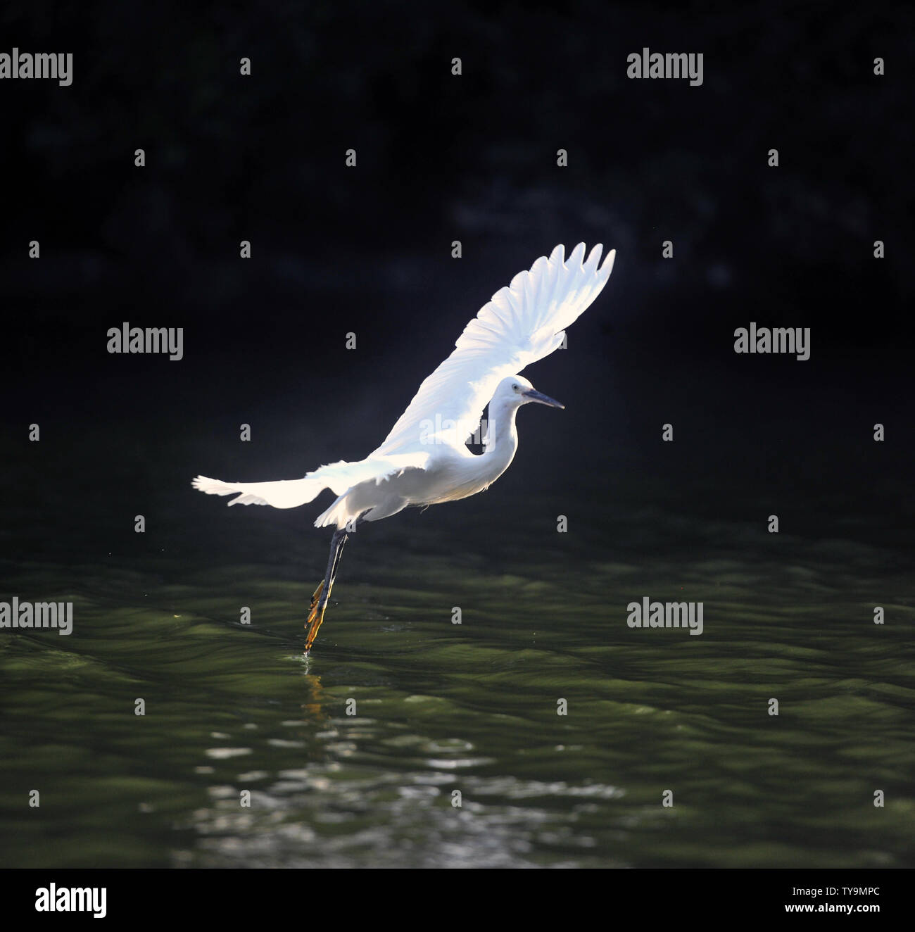 Flying bird fishing Stock Photo - Alamy
