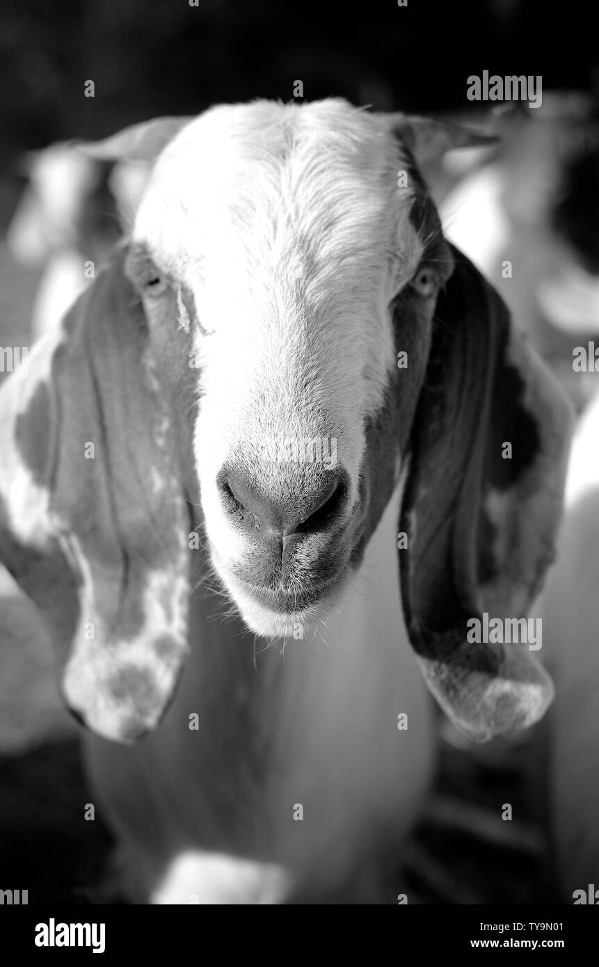 Happy goat Black and White Stock Photos & Images - Alamy