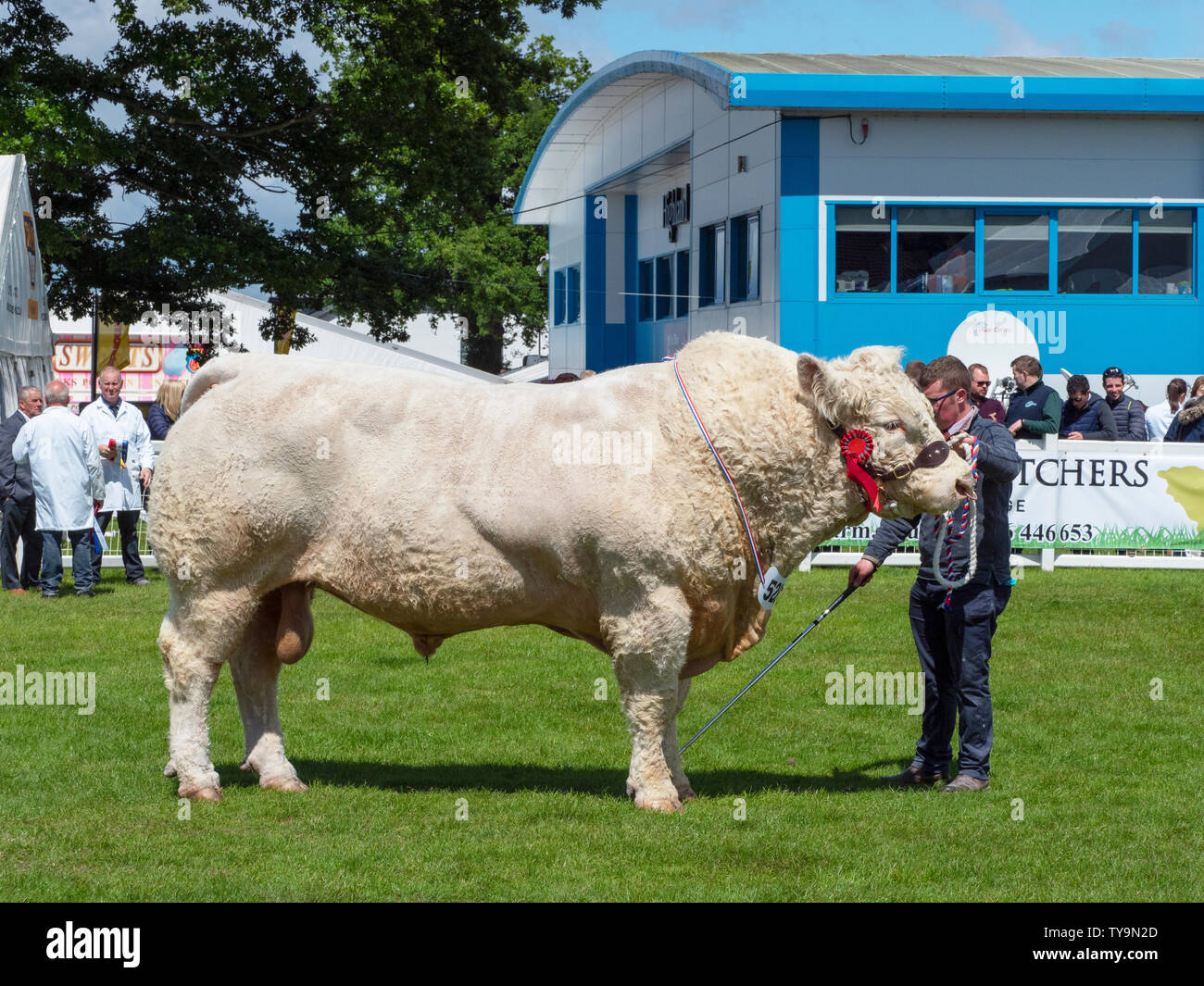 Farmer with bull hi-res stock photography and images - Alamy