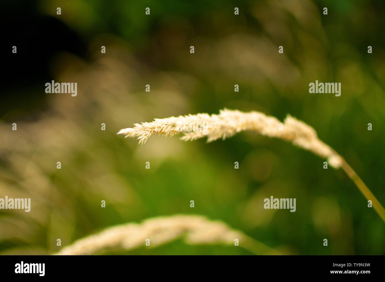 Hey its Hay Stock Photo - Alamy