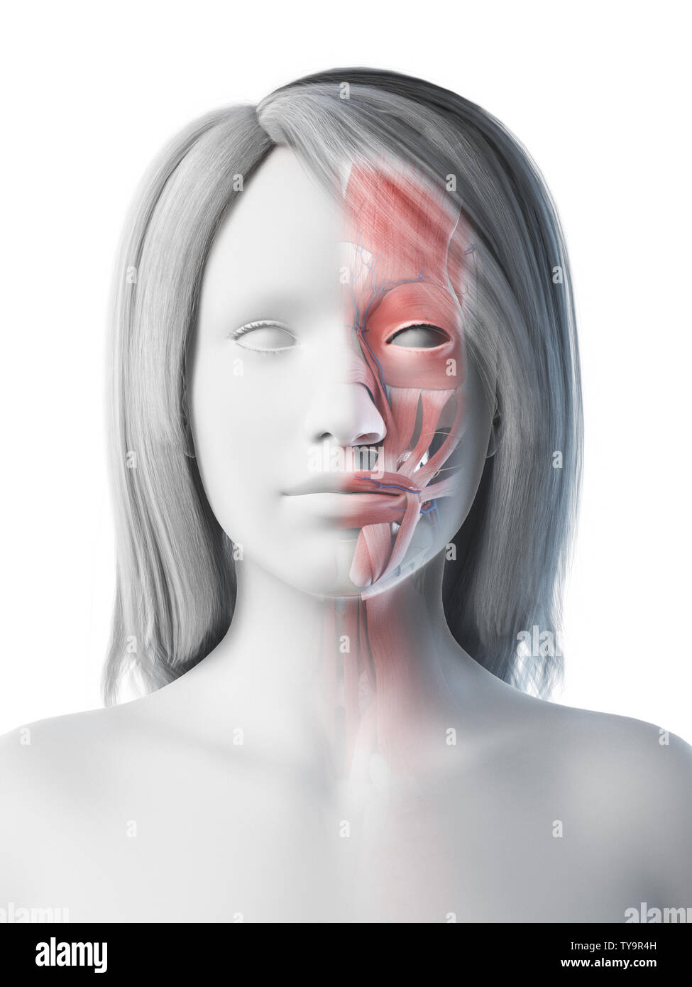 3d rendered medically accurate illustration of a females face anatomy ...