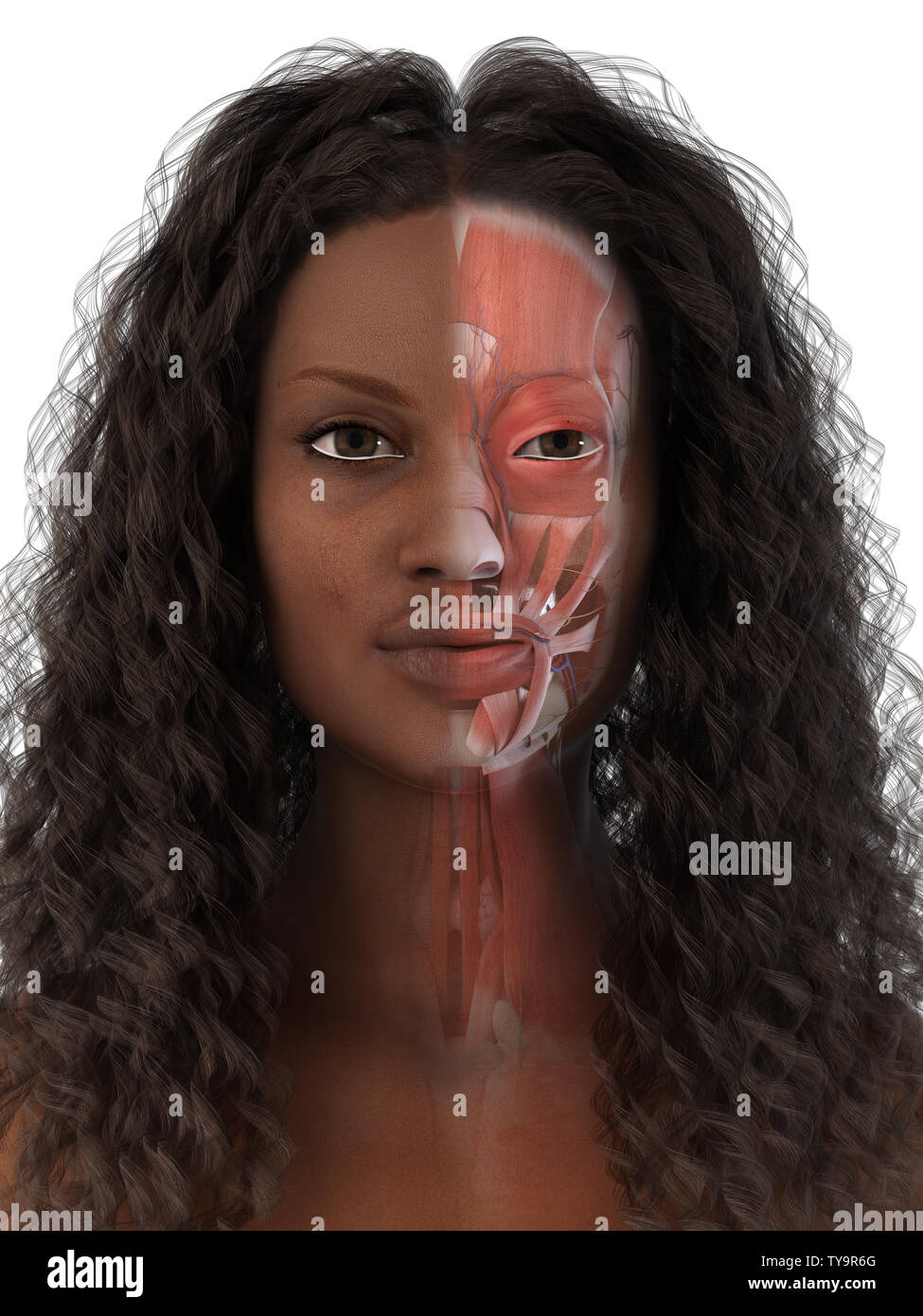 3d rendered medically accurate illustration of a black females face ...