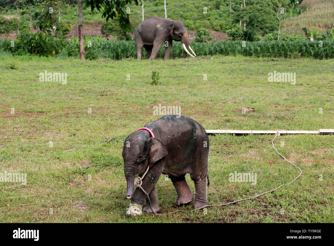Trapped baby elephant hi-res stock photography and images - Alamy