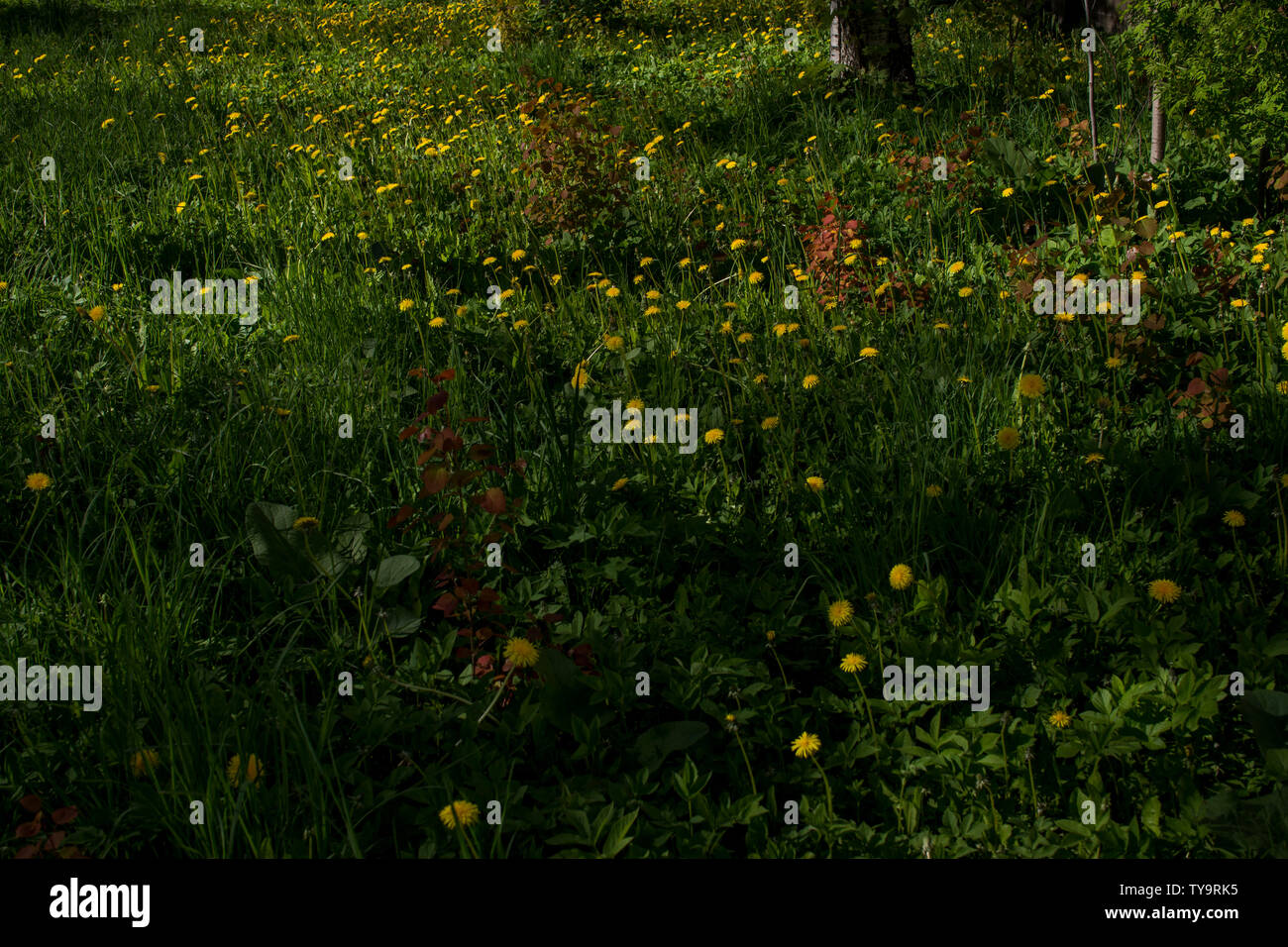 Detail of nature - ground with grass and Yellow dandelion flowers as ...