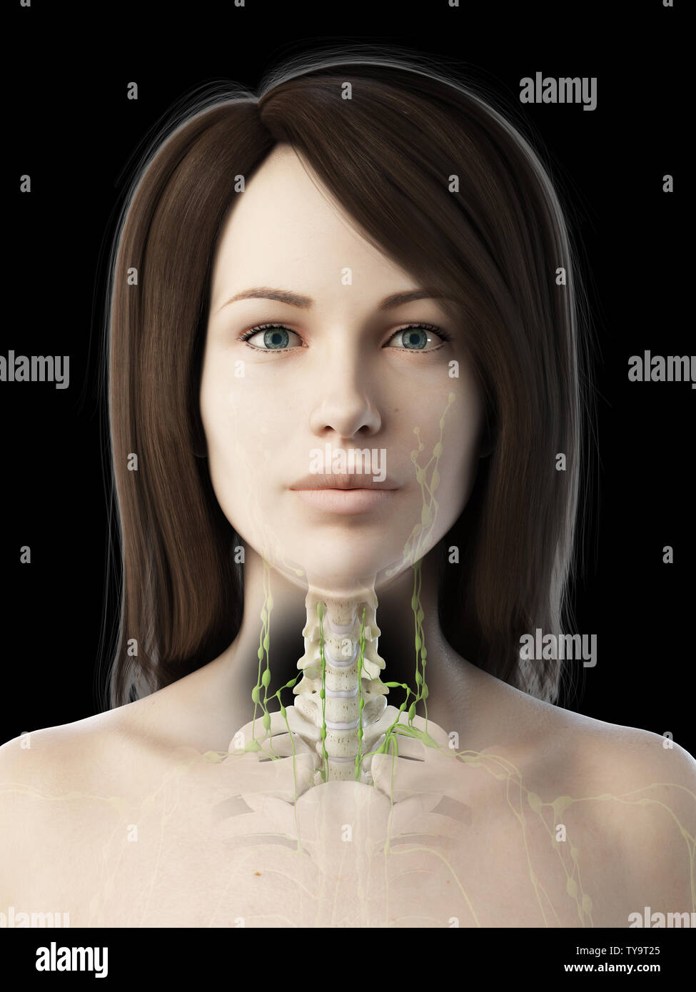 Lymphatic system face hi-res stock photography and images - Alamy