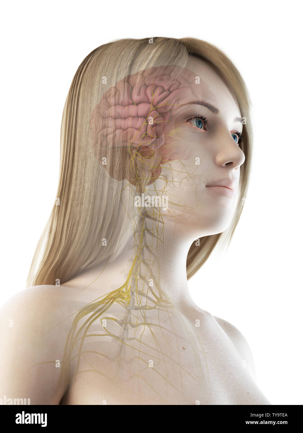 3d rendered medically accurate illustration of a females brain anatomy ...