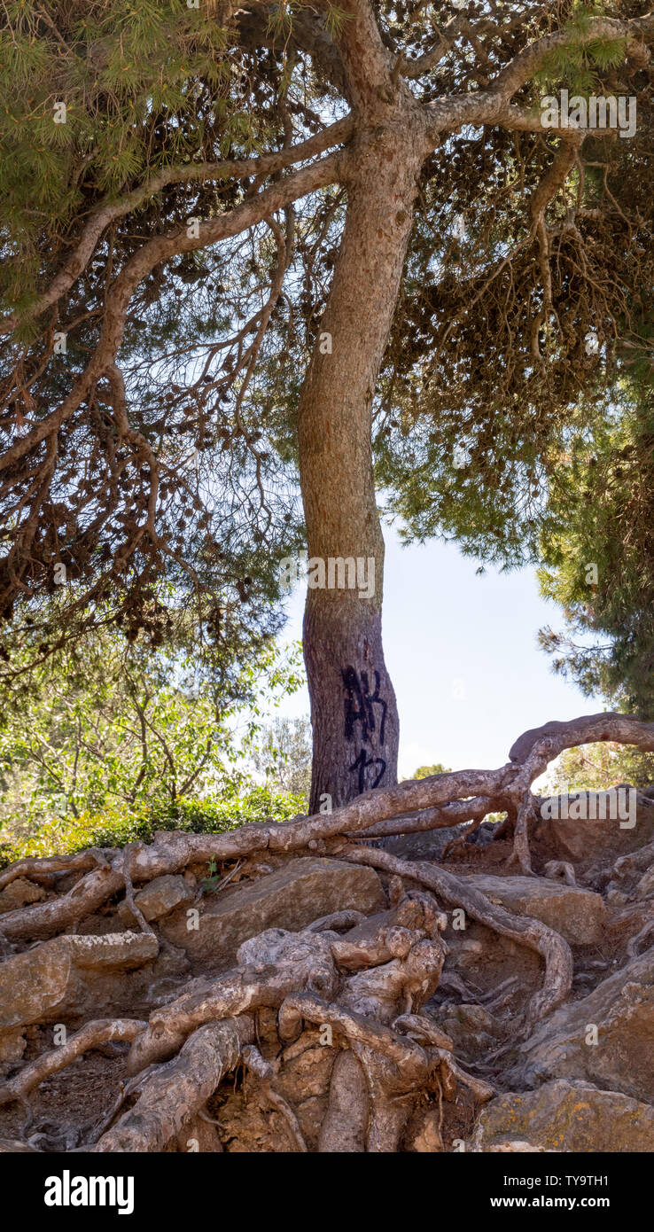 tree with aerial roots Stock Photo - Alamy