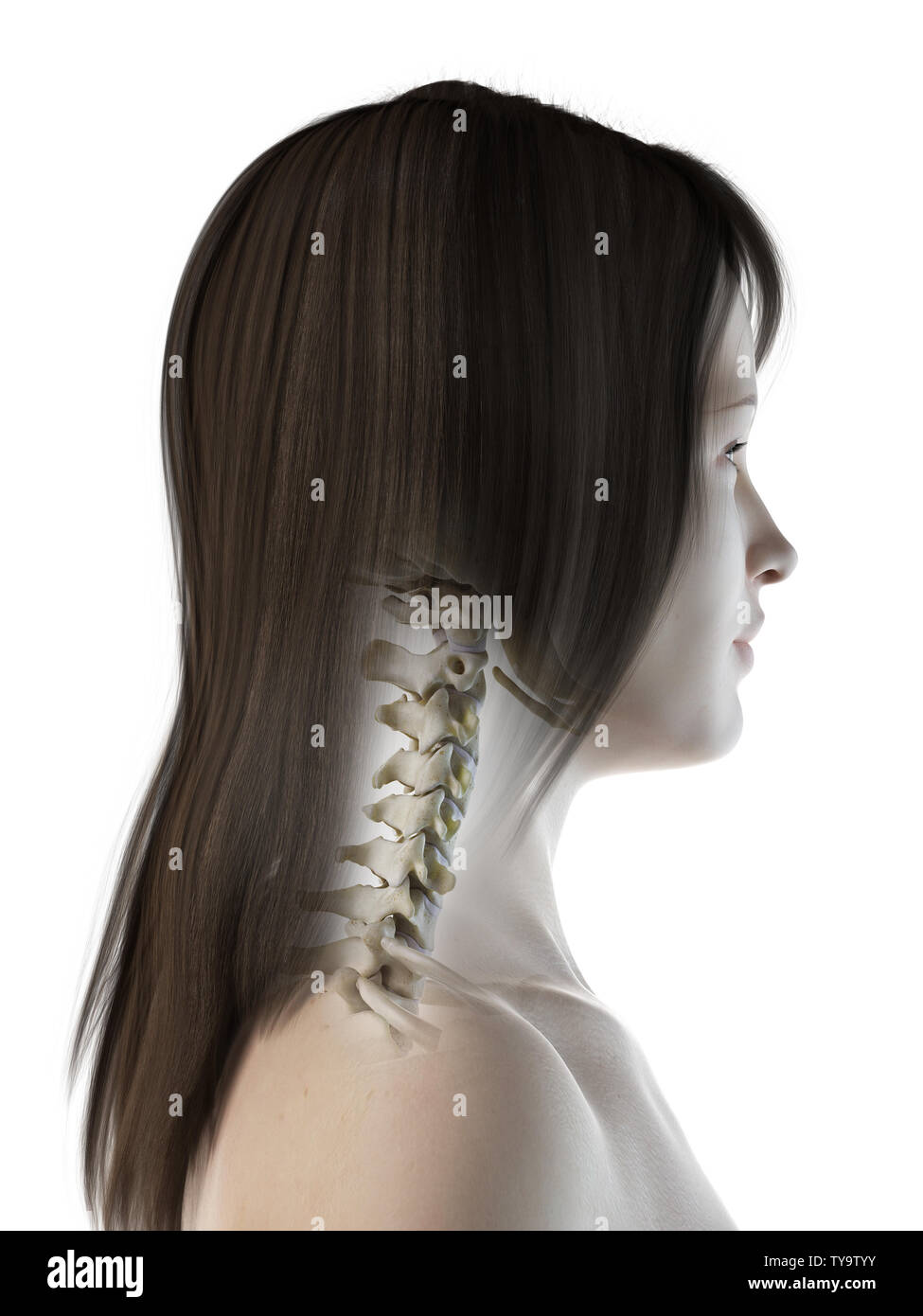 3d rendered medically accurate illustration of a females skeletal neck ...