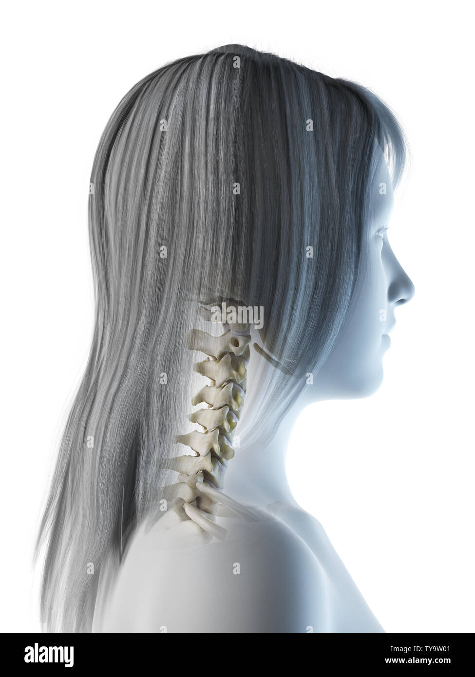 3d rendered medically accurate illustration of a females skeletal neck ...