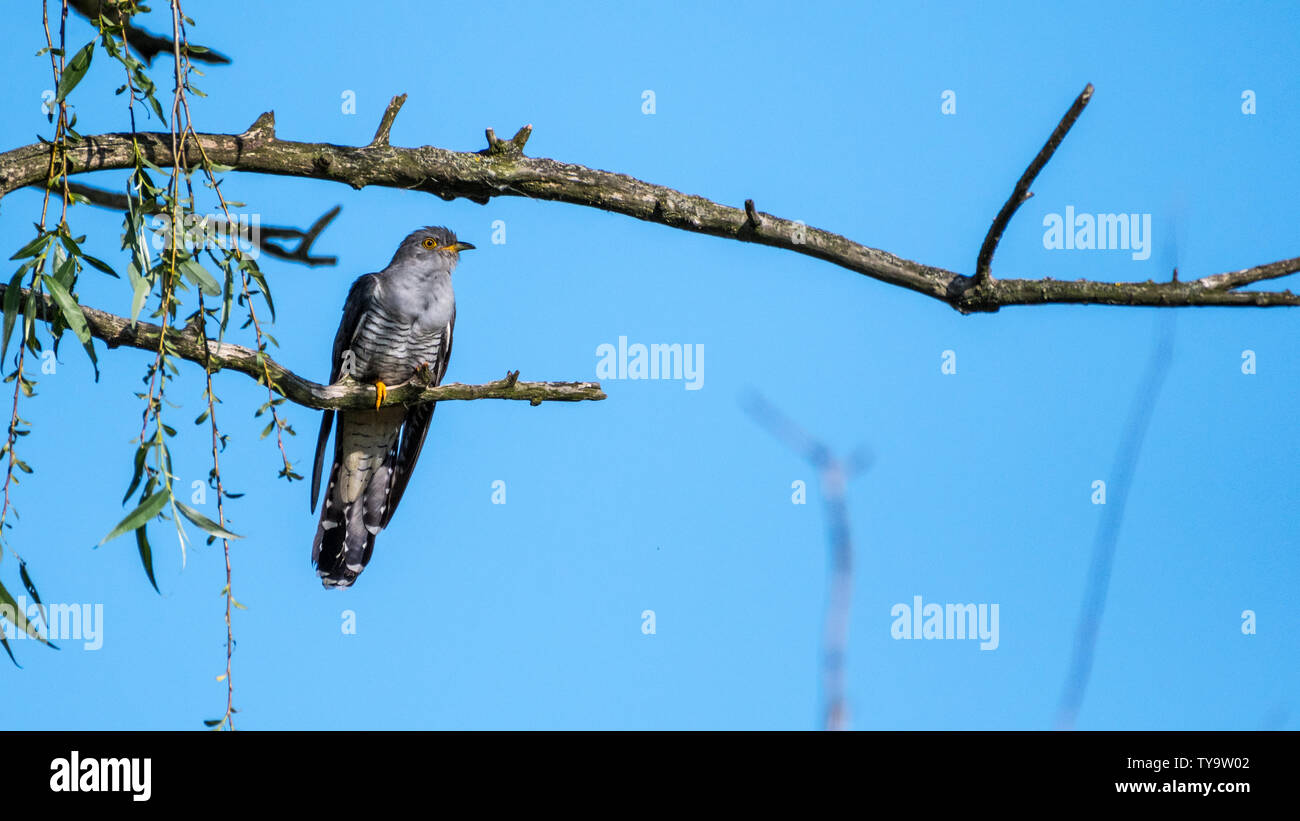 Isolated single mature common Cuckoo bird in the wild- Danube Delta ...