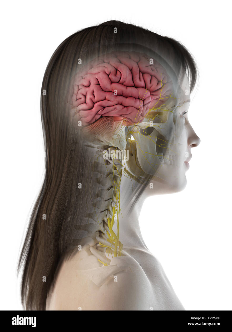 3d rendered medically accurate illustration of a females brain anatomy ...