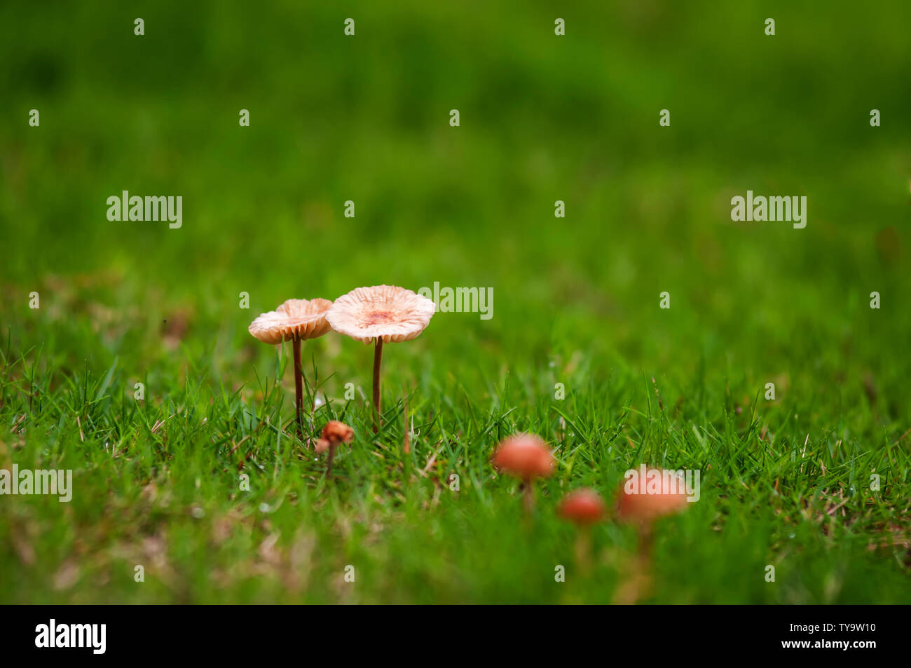 A set of microphotographs of mushrooms in the rain Stock Photo - Alamy