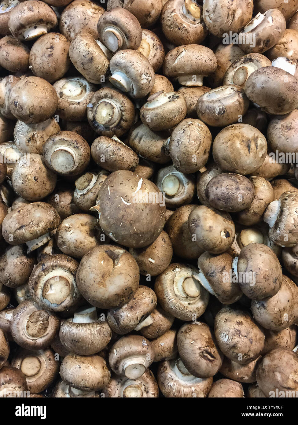 Little shiitake hi-res stock photography and images - Alamy