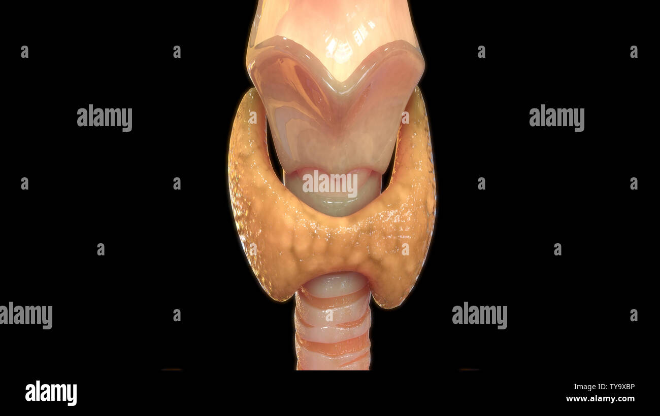 Human Glands Thyroid Gland Anatomy Stock Photo - Alamy