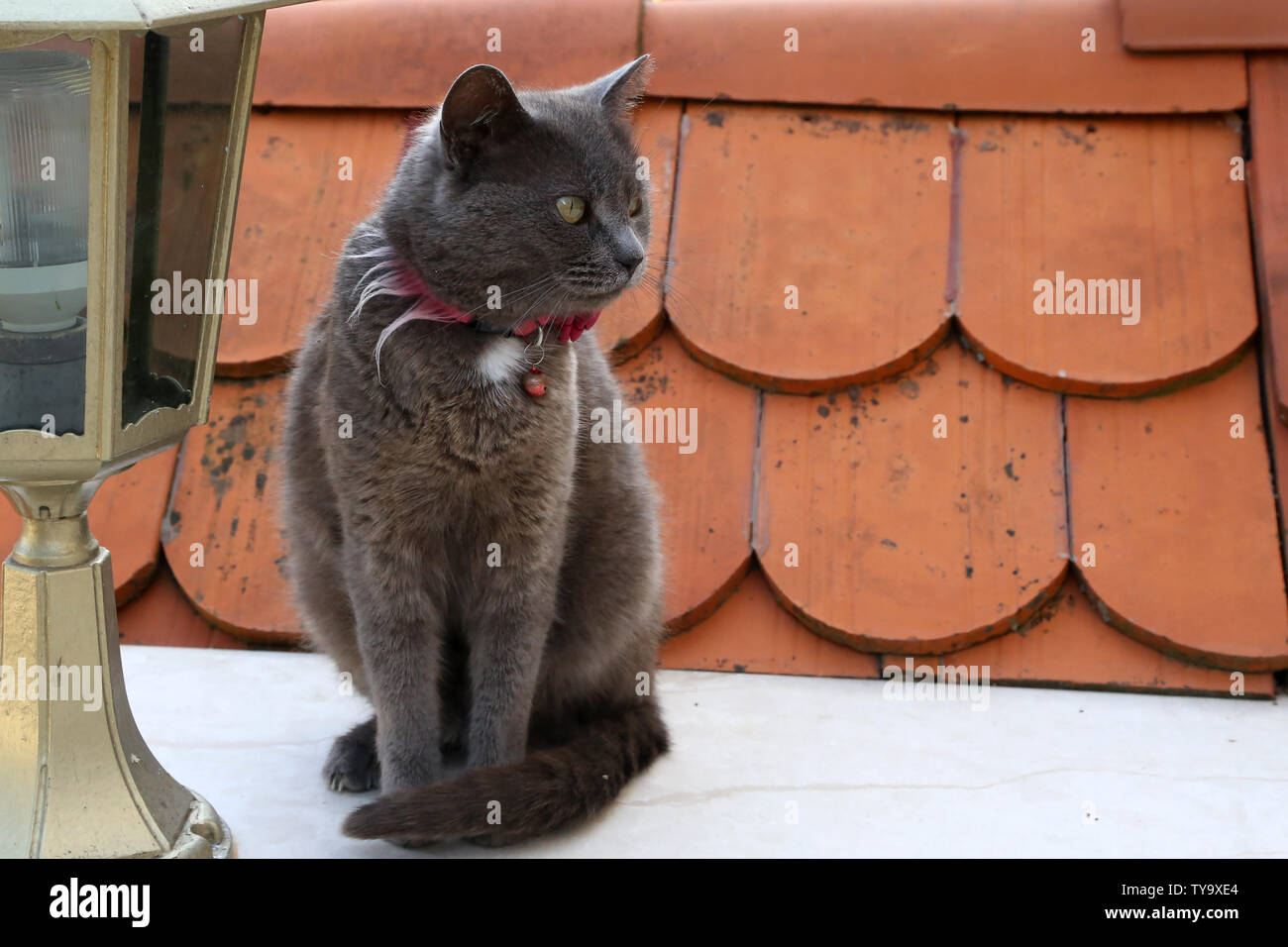 Outline Rose High Resolution Stock Photography and Images - Alamy