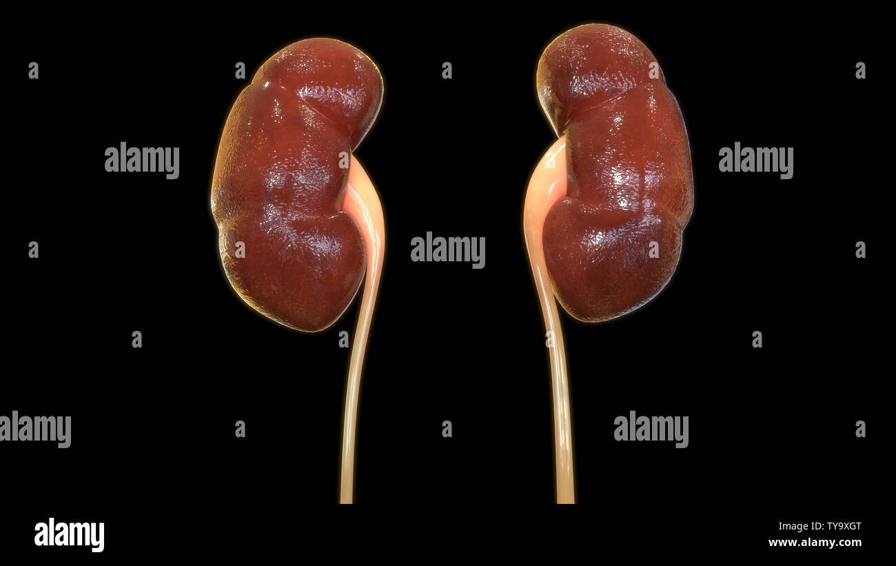 Male Urinary System Kidneys with Bladder Anatomy Stock Photo - Alamy