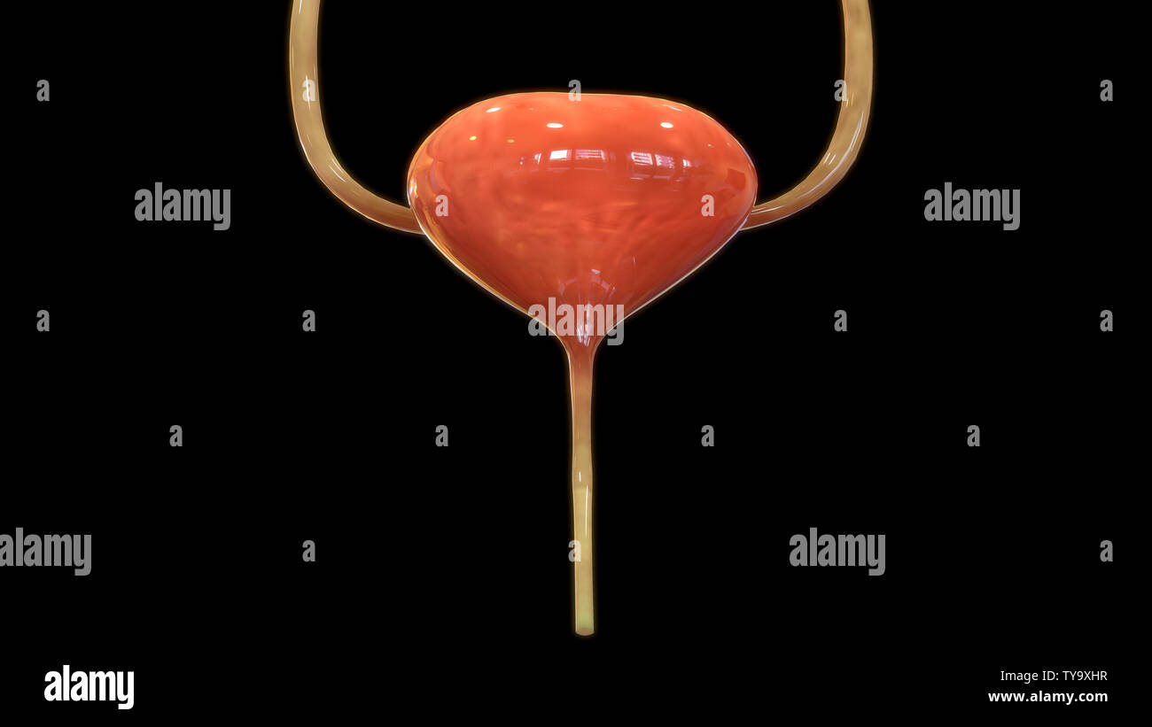 Male Urinary System Kidneys with Bladder Anatomy Stock Photo - Alamy