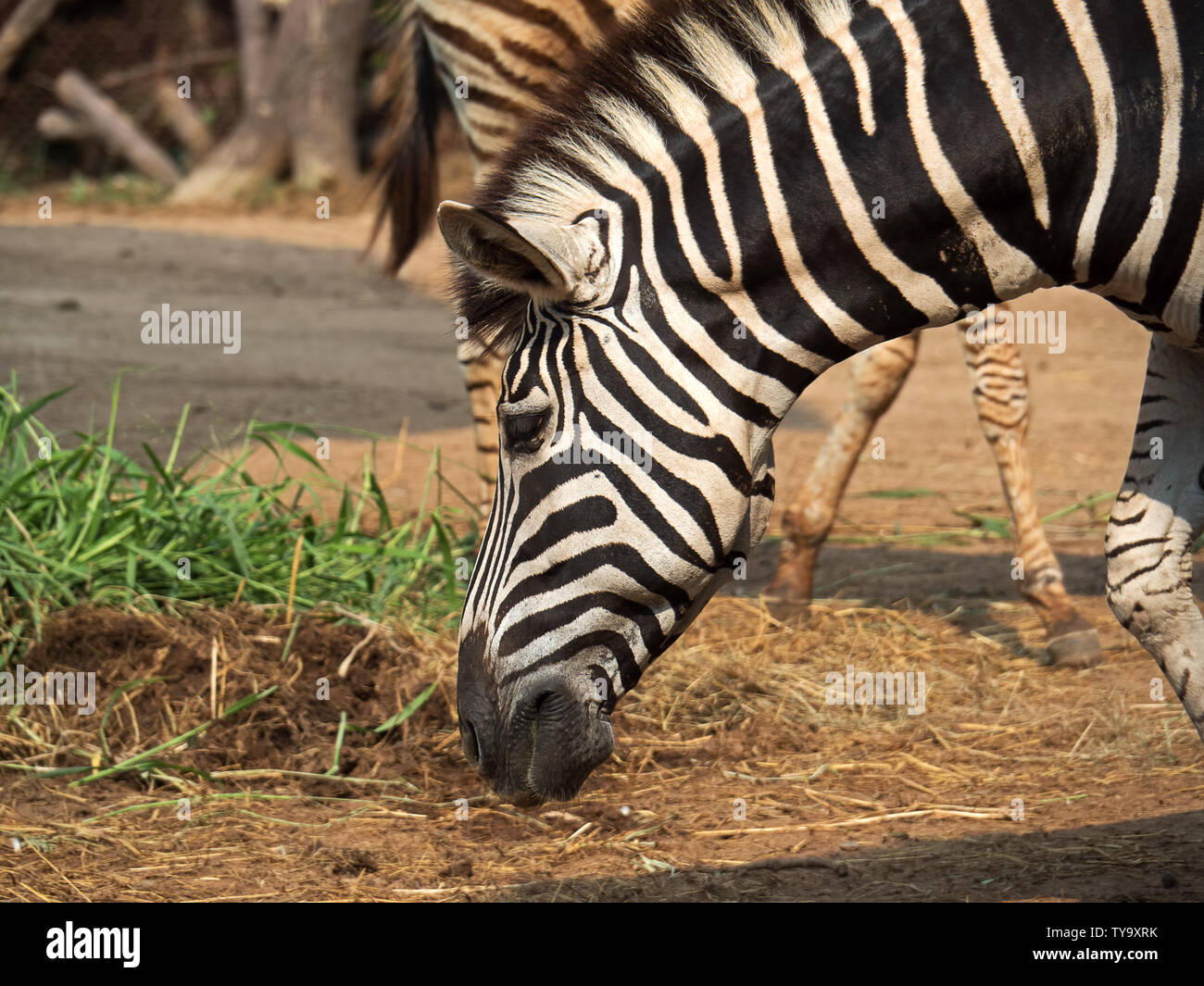 Closeup Head of Zebra Isolated on Nature Background Stock Photo - Alamy