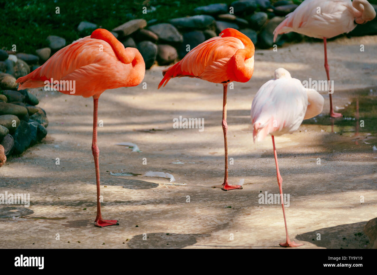 Kunming zoo hi-res stock photography and images - Alamy