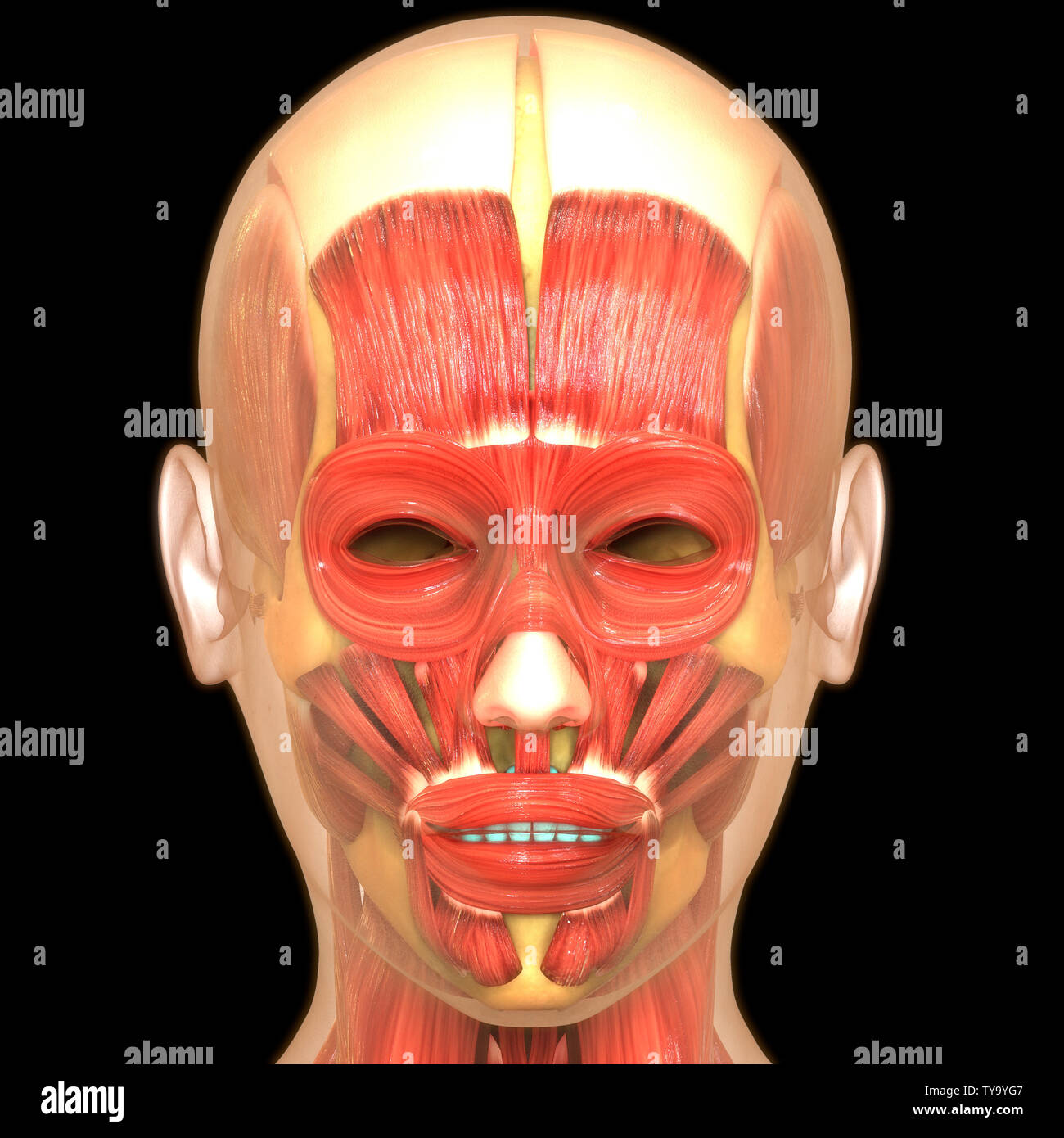 Human Body Muscular System Anatomy Stock Photo - Alamy