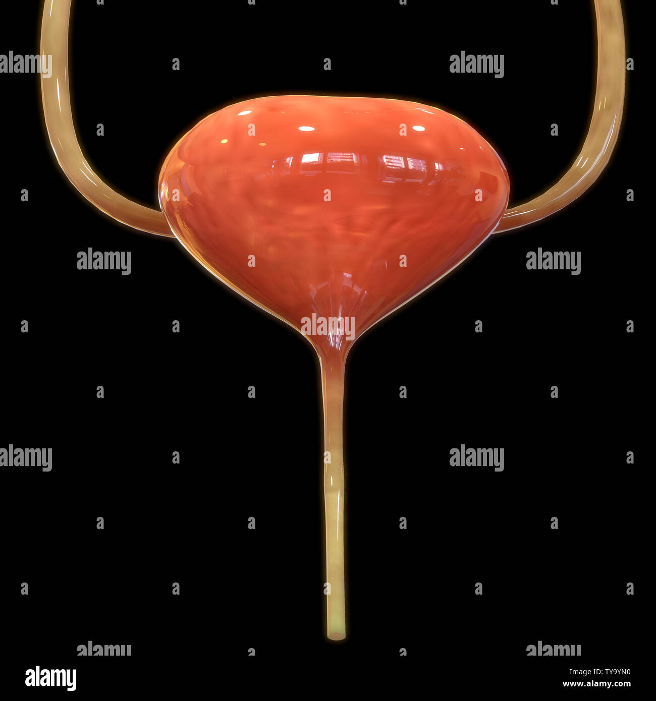 Male urinary system hi-res stock photography and images - Alamy