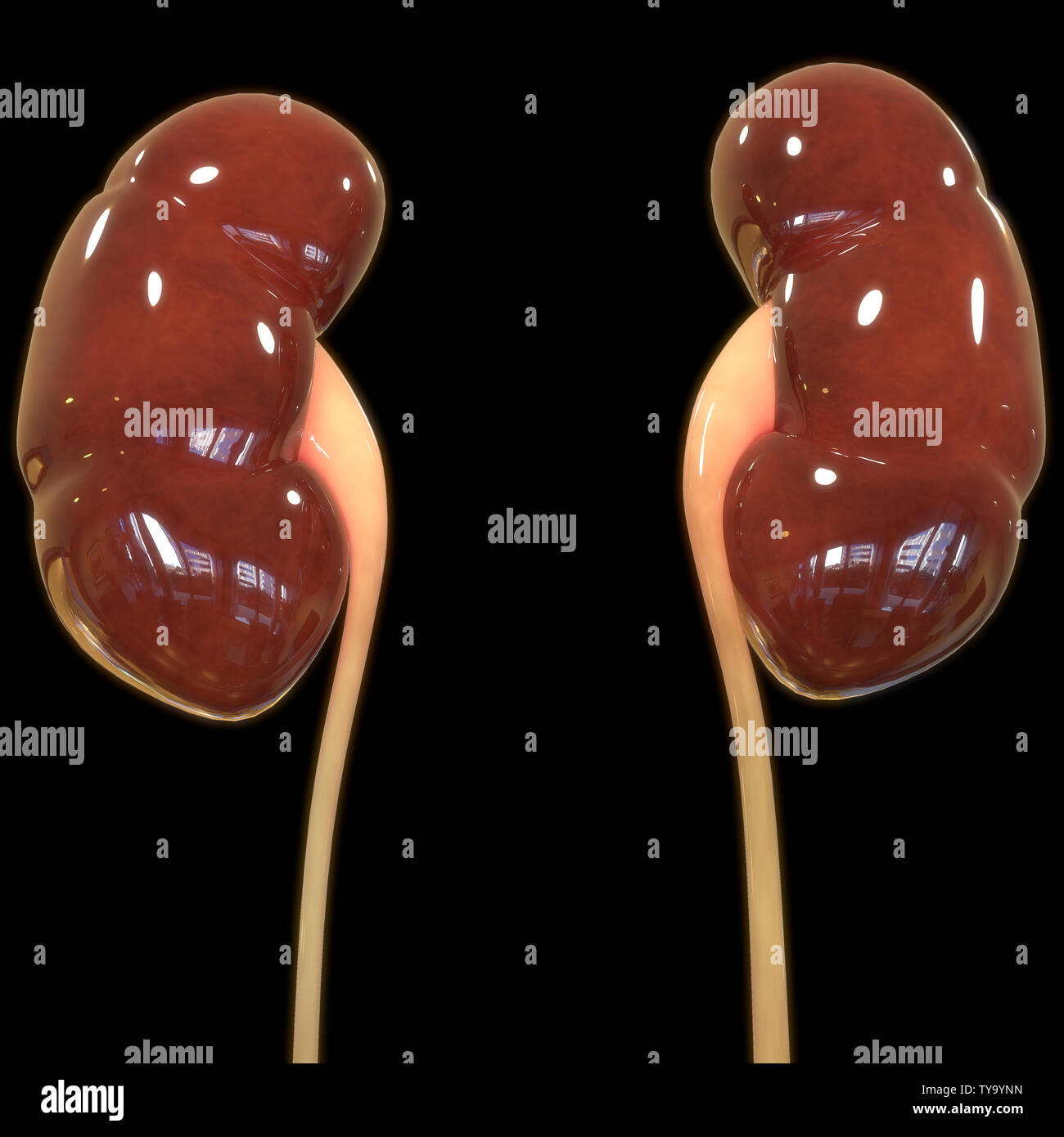 Male Urinary System Kidneys with Bladder Anatomy Stock Photo - Alamy